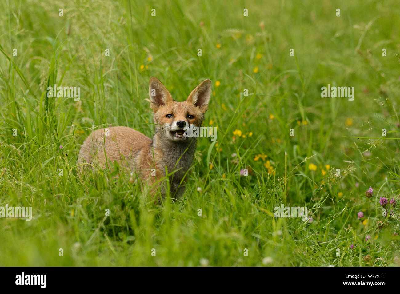 Fox mouth open hi-res stock photography and images - Alamy