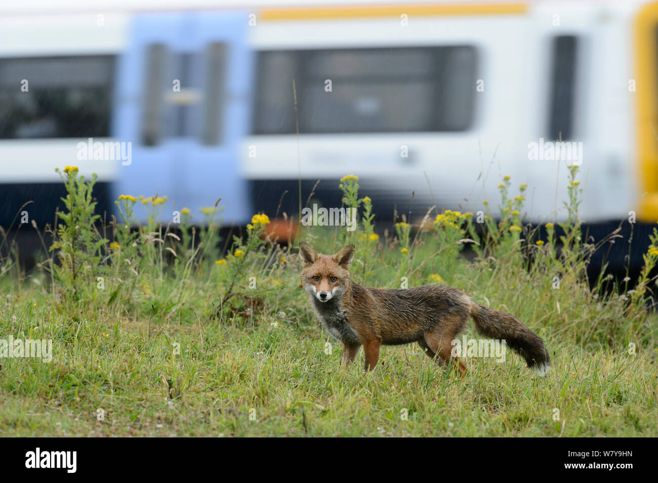 Red fox (Vulpes vulpes) male on railway embankment with train passing ...