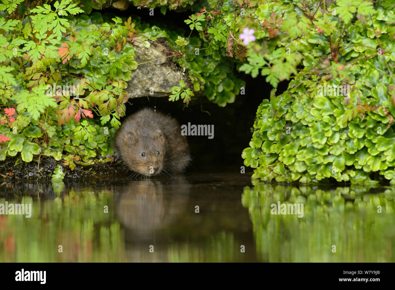 Cute water vole hi-res stock photography and images - Alamy