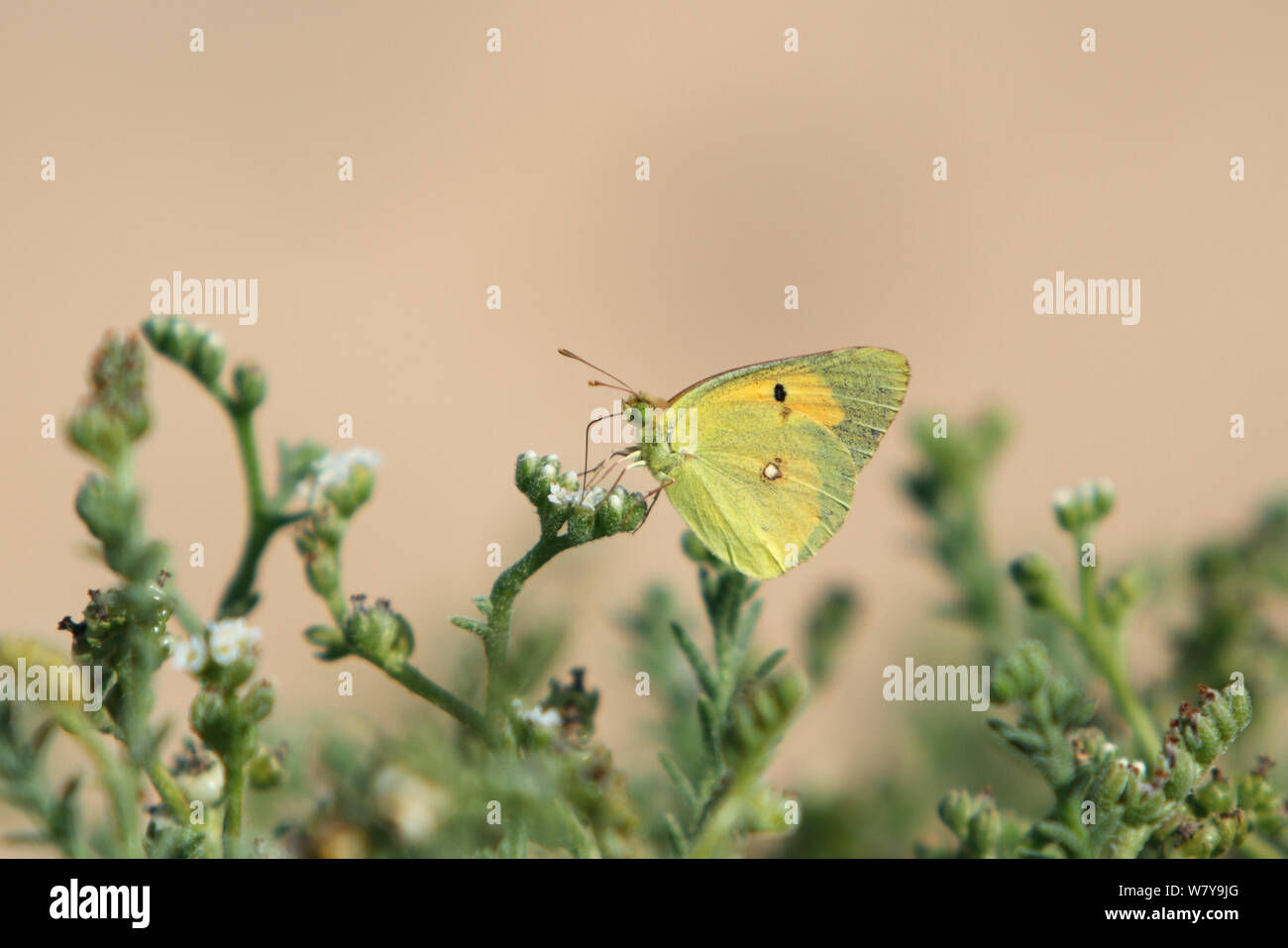 Clouded yellow butterfly (Colias croceus) May, Oman Stock Photo - Alamy