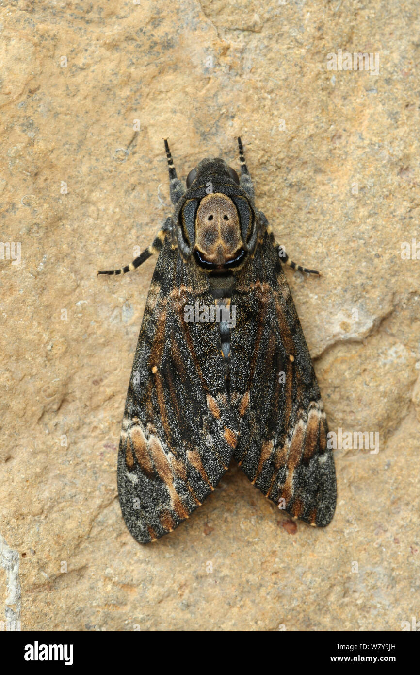 Sphinx atropos hi-res stock photography and images - Alamy