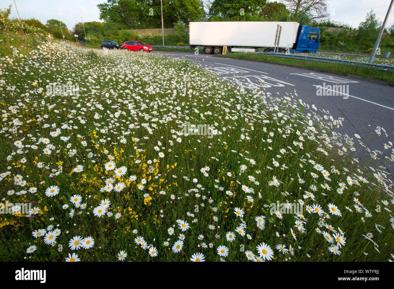 Wildflowers growing on roadside hi-res stock photography and images - Alamy