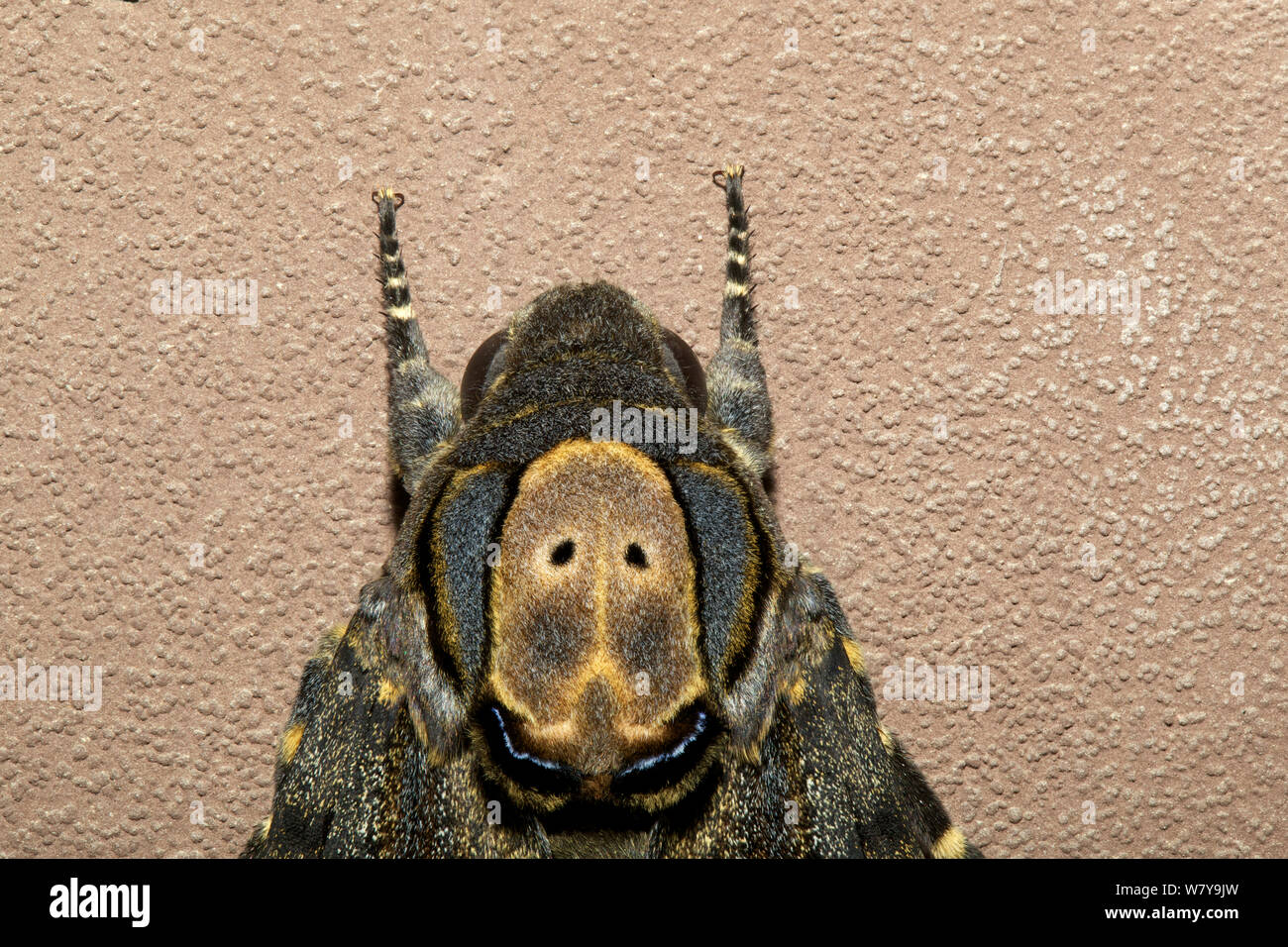Sphinx atropos hi-res stock photography and images - Alamy