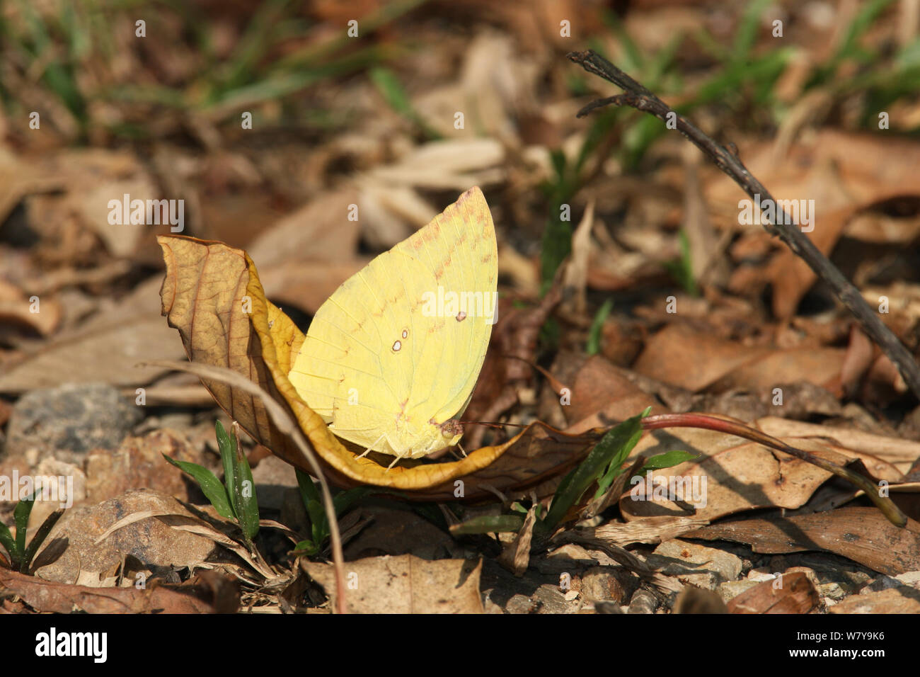 Lemon emigrant butterfly (Catopsilia pomona) Thailand, February Stock ...