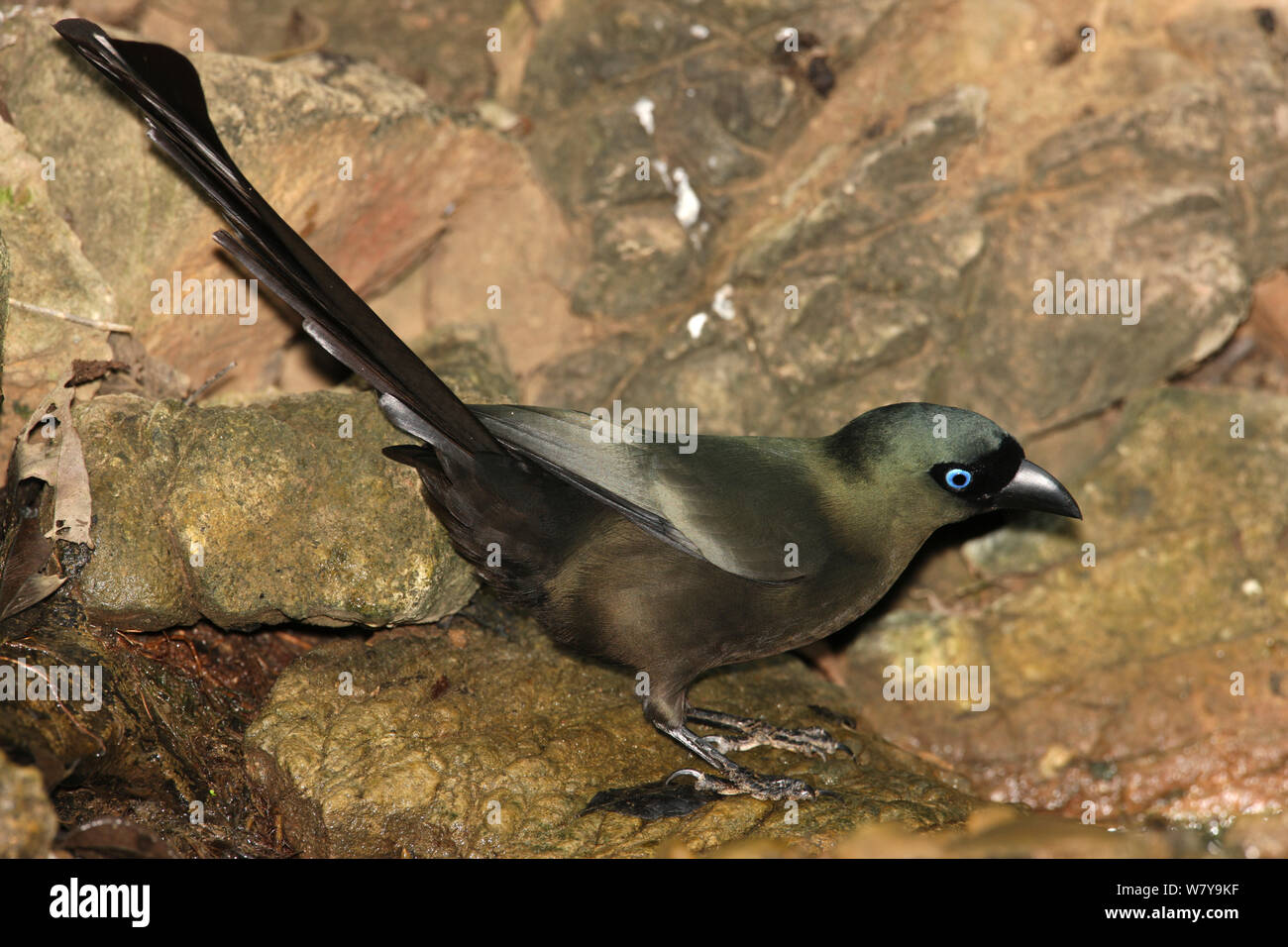 Oman and thailand hi-res stock photography and images - Alamy