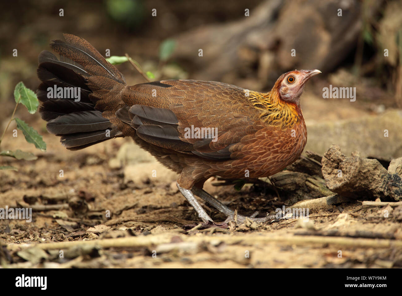 Red junglefowl (Gallus gallus) female, Thailand, February Stock Photo ...