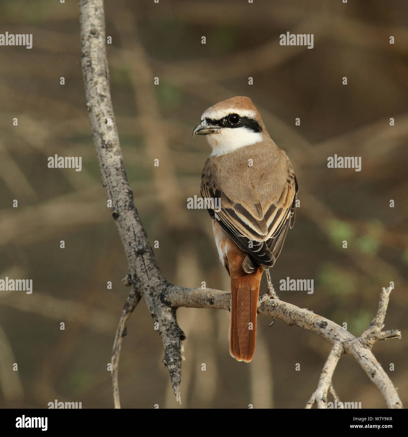 Red tailed shrike (Lanius phoenicuroides) male perched, during ...