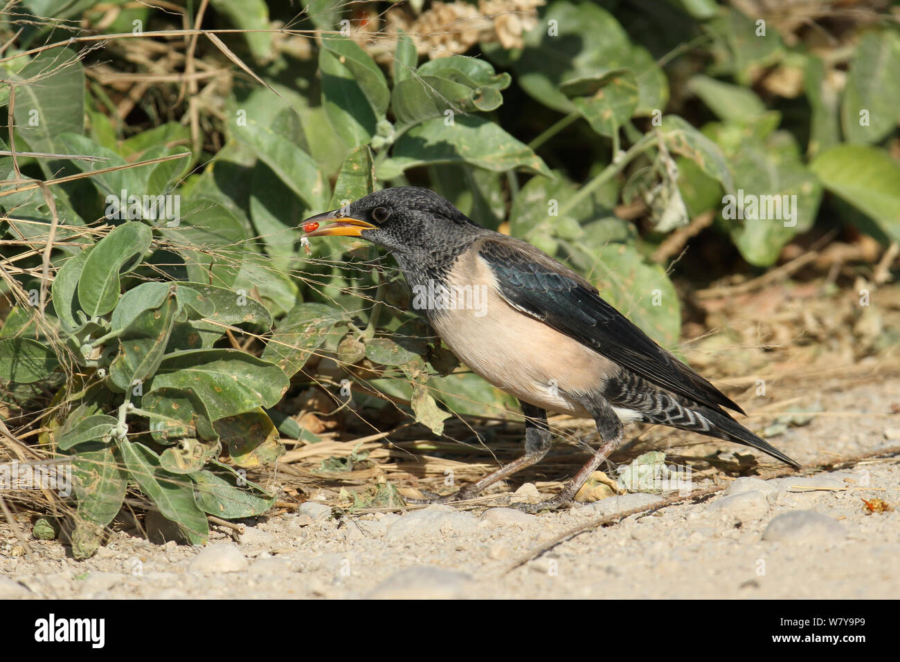 Rosy starling (Pastor roseus) feeding on berries, Oman, January Stock ...