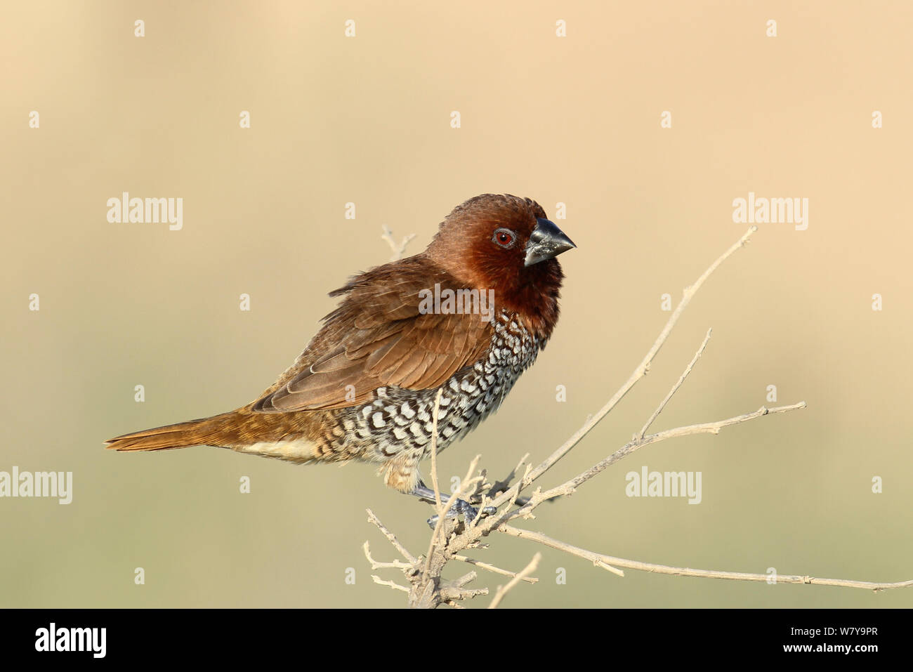 Spice finch lonchura punctulata hi-res stock photography and images - Alamy