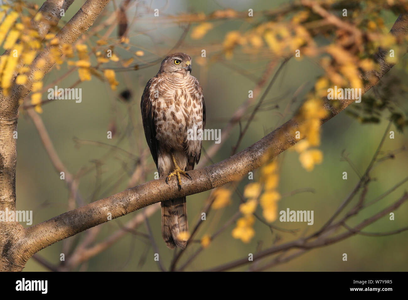 Indian shikra hi-res stock photography and images - Alamy