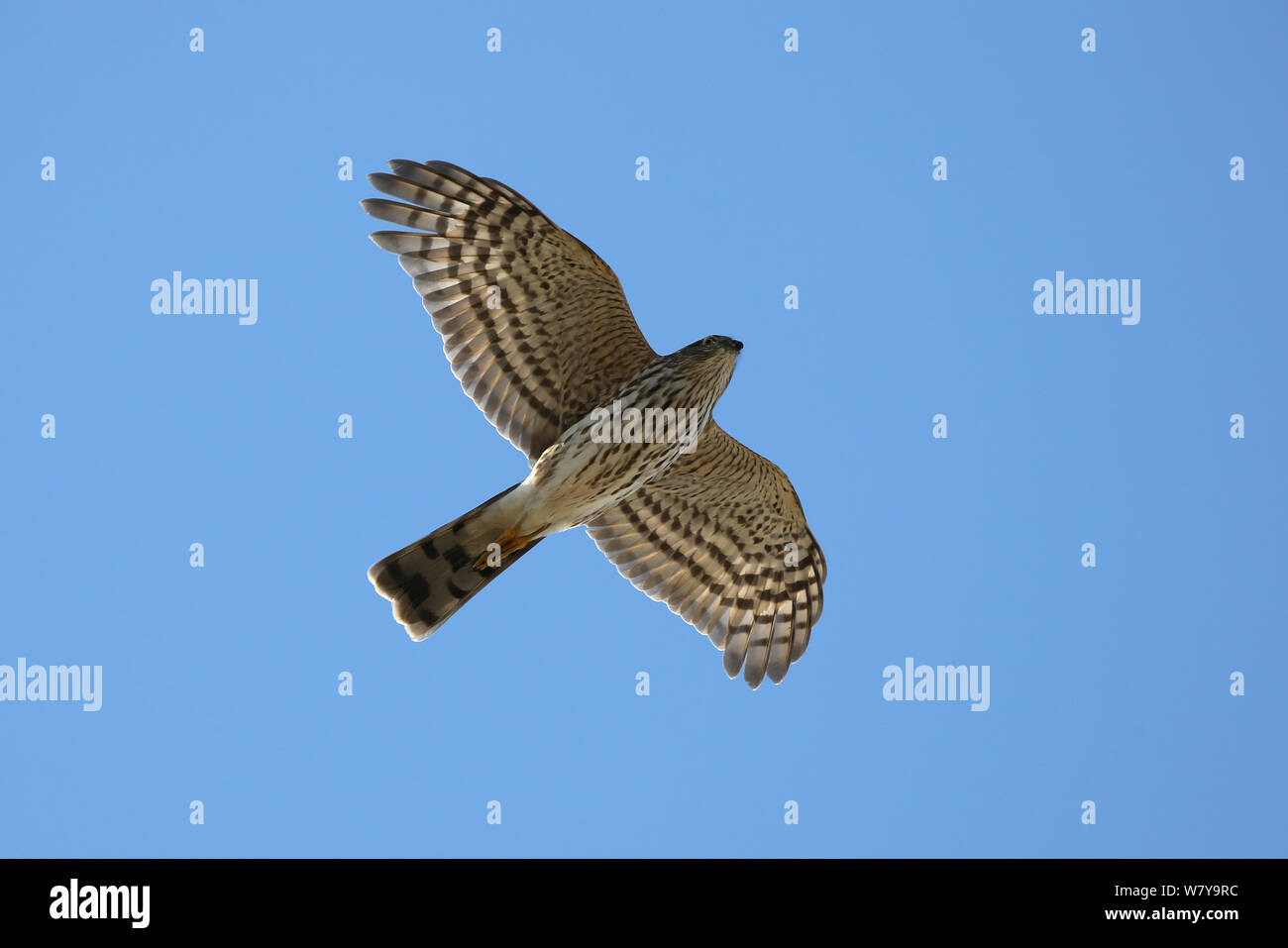 Sharp shinned hawk (Accipiter striatus) in flight, USA, October Stock ...