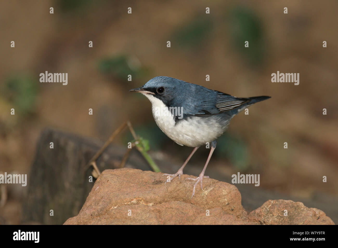 Siberian blue robin (Larvivora cyane) male, Thailand, February Stock ...