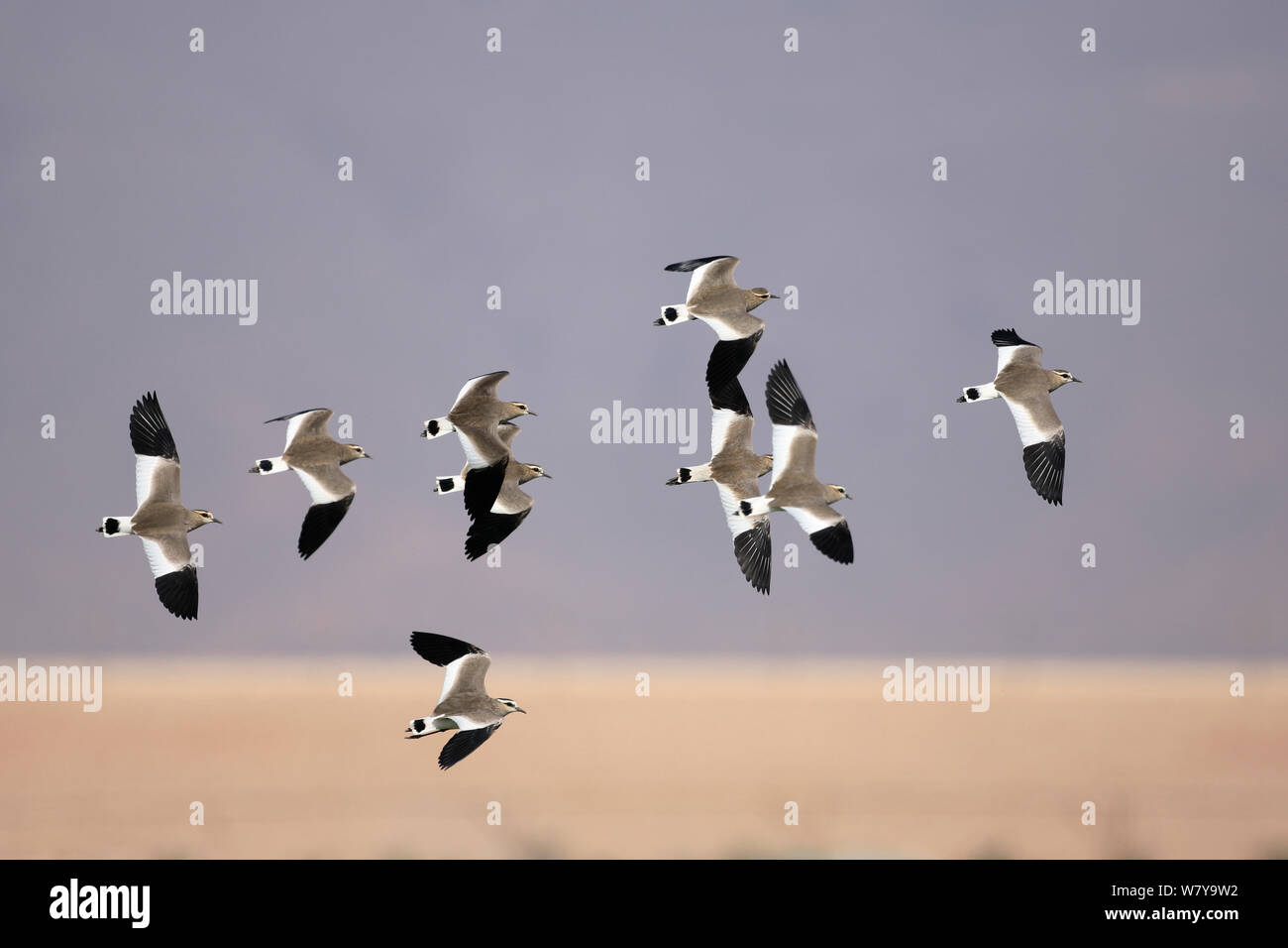 Vanellus gregarius hi-res stock photography and images - Alamy