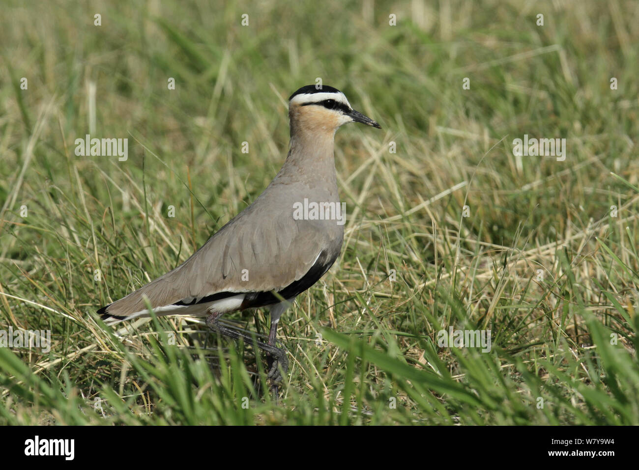 Sociable lapwing (Vanellus gregarius) in field, Oman, February Stock ...