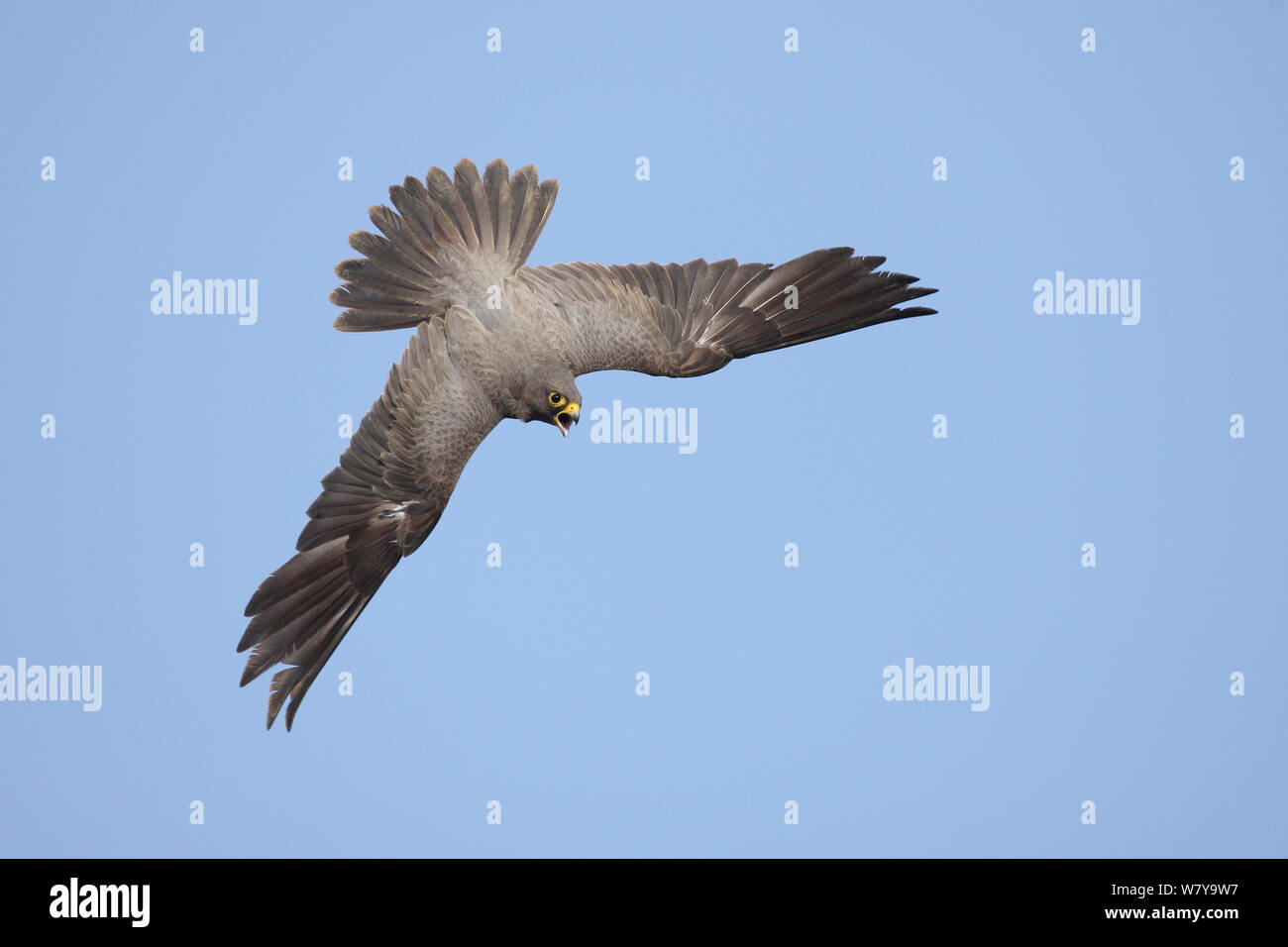 Sooty falcon hi-res stock photography and images - Alamy