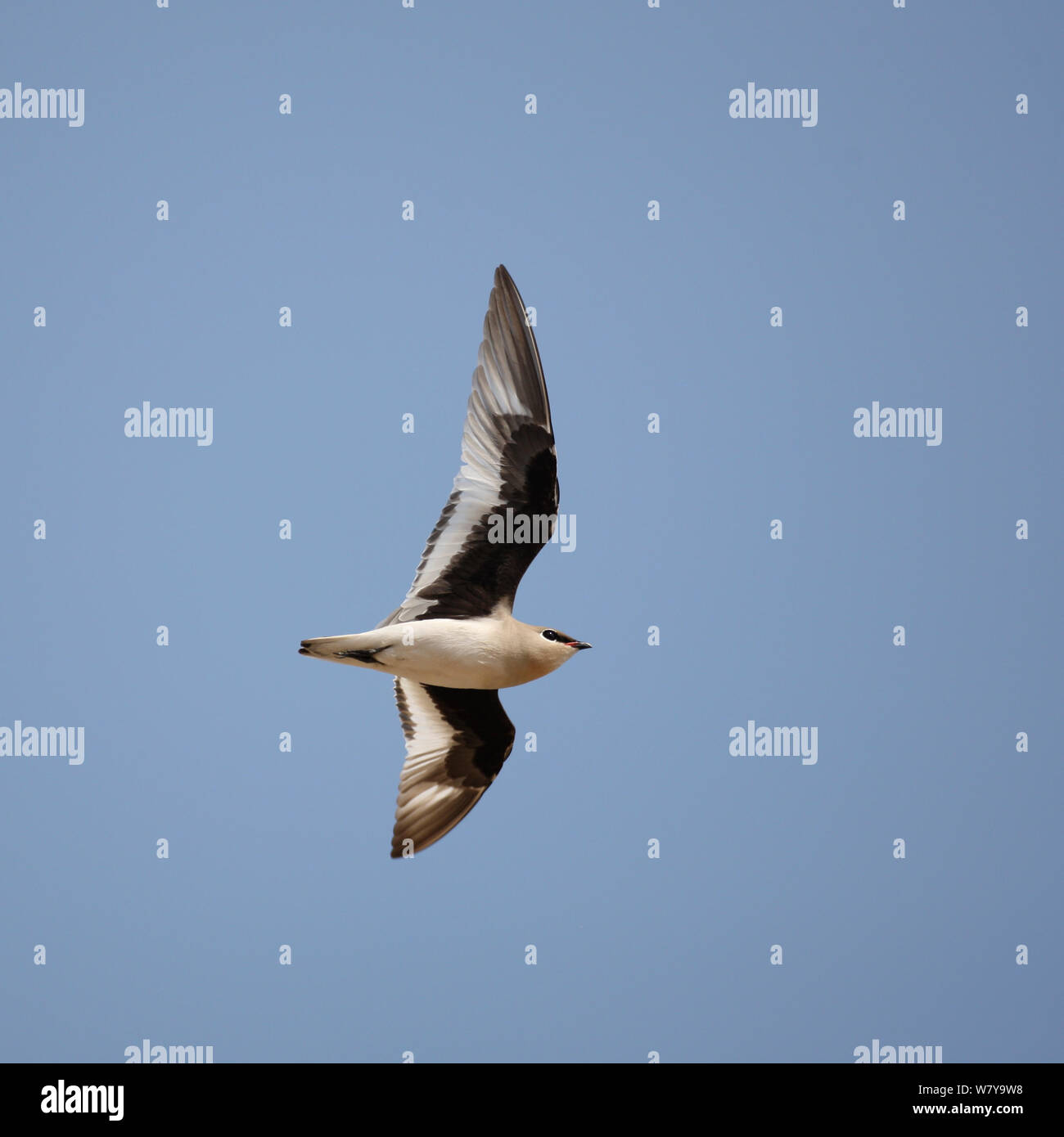 Glareola lactea hi-res stock photography and images - Alamy