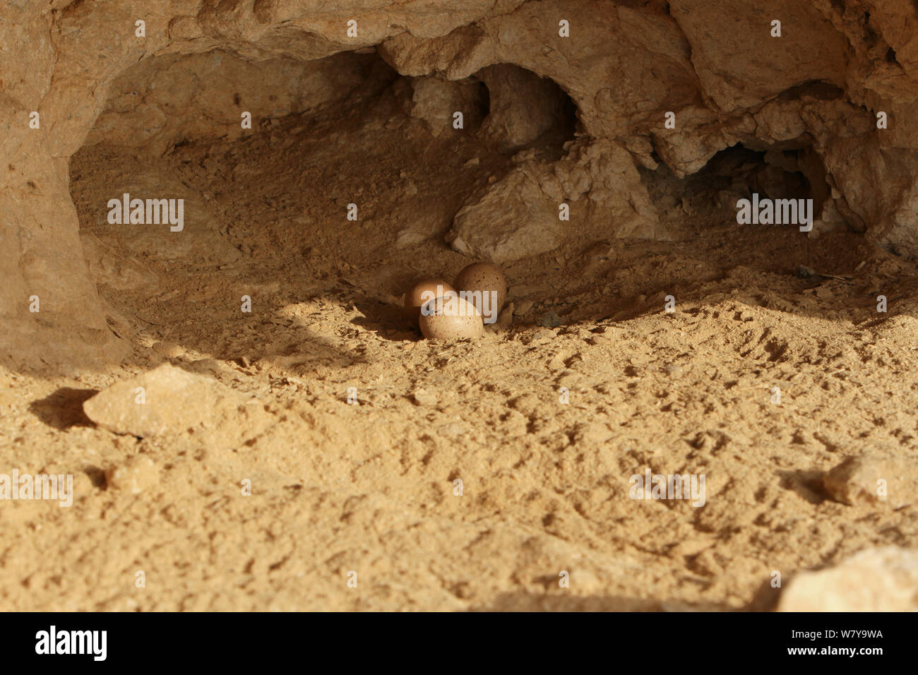 Sooty falcon (Falco concolor) nest with eggs, Oman, August Stock Photo ...