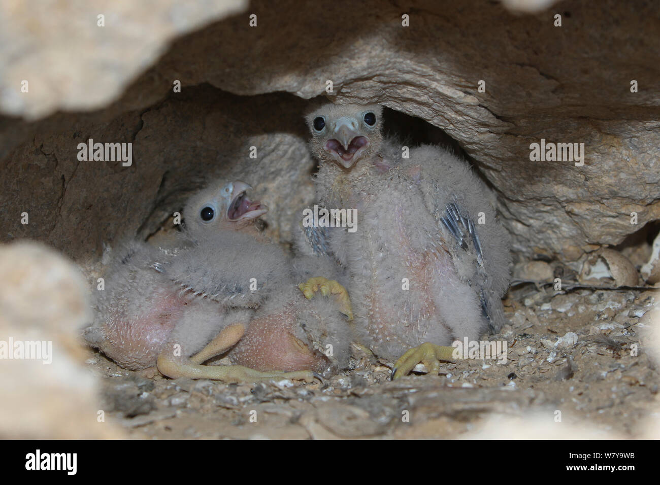 Sooty falcon (Falco concolor) chicks in nest, Oman, August Stock Photo ...
