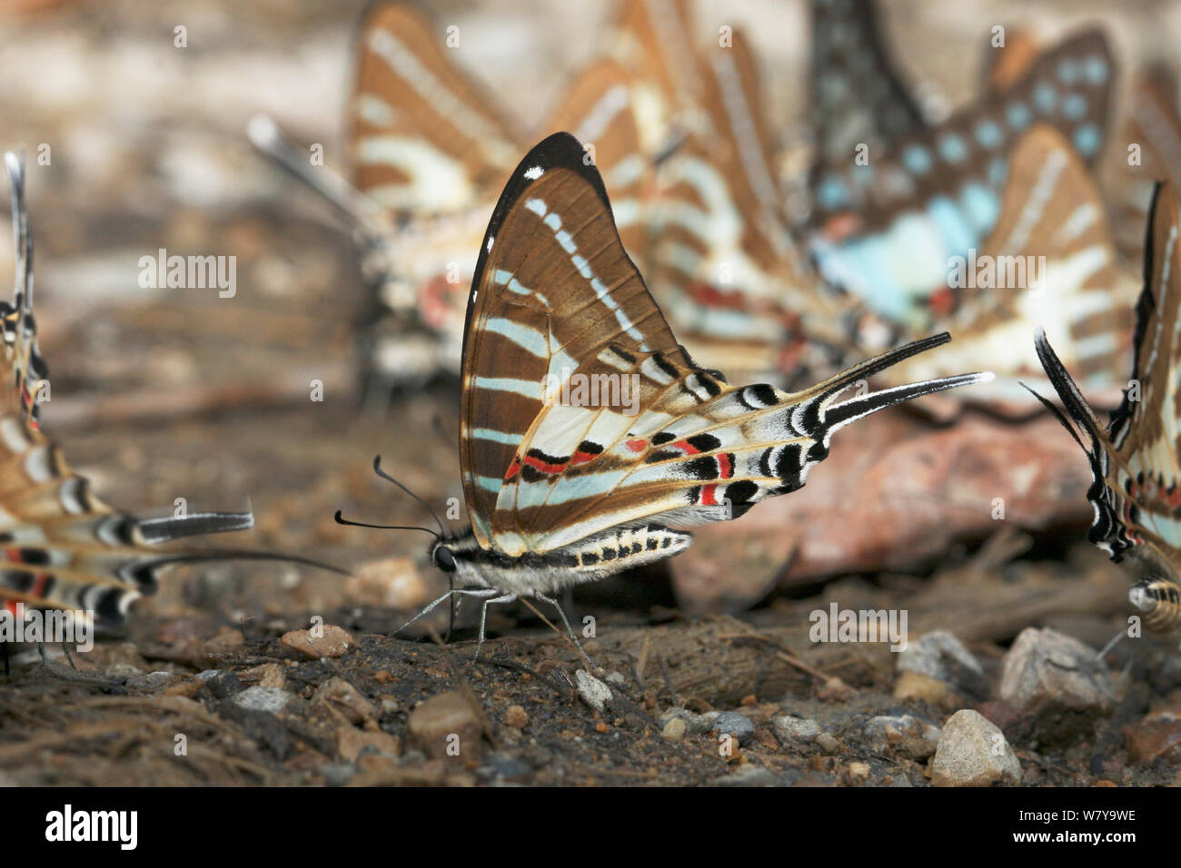 Spot swordtail butterfly hi-res stock photography and images - Alamy