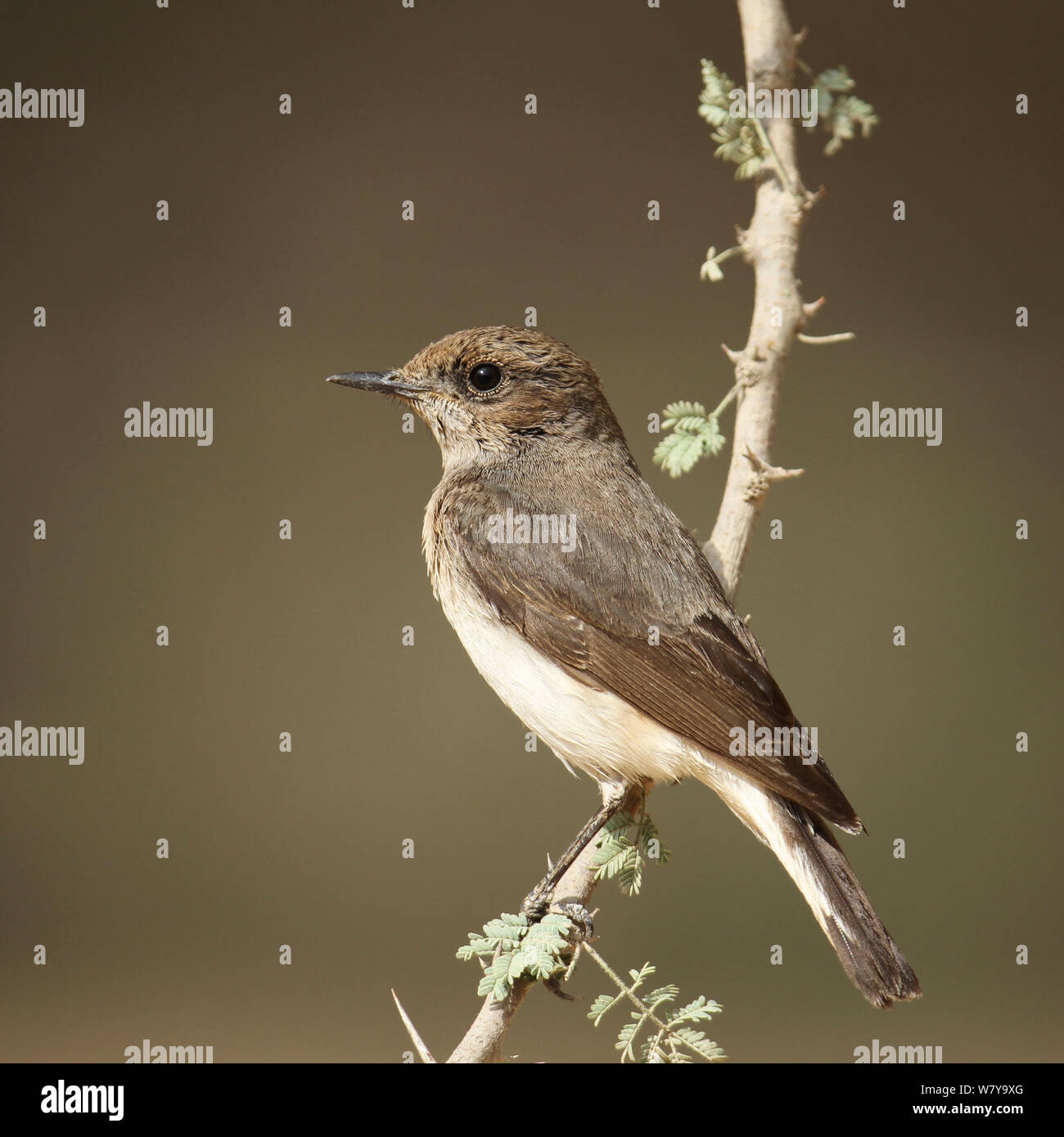 Variable wheatear hi-res stock photography and images - Alamy