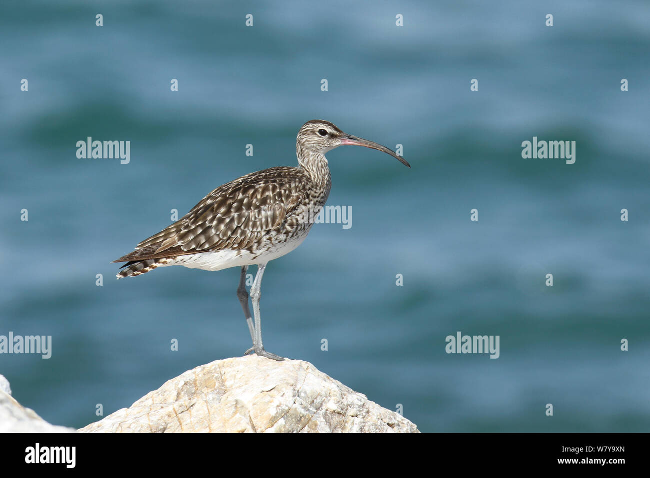 Rock curlew hi-res stock photography and images - Alamy