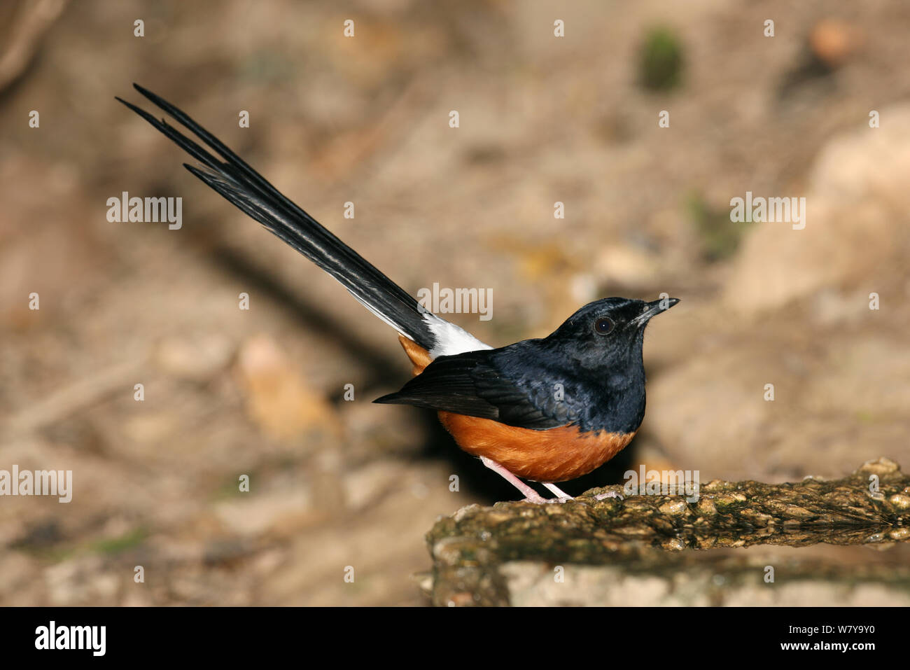 White rumped shama thrush hi-res stock photography and images - Alamy