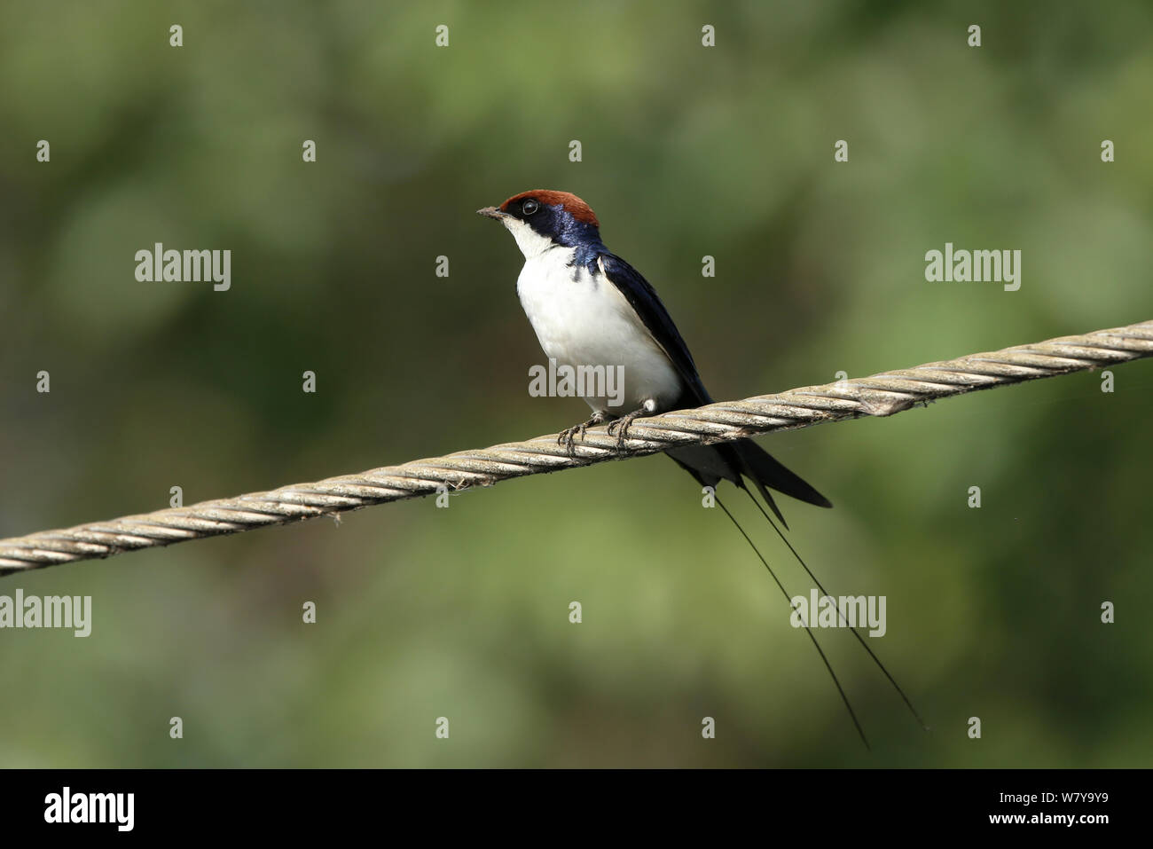 Wire tailed swallow (Hirundo smithii) on wire, India, January Stock ...