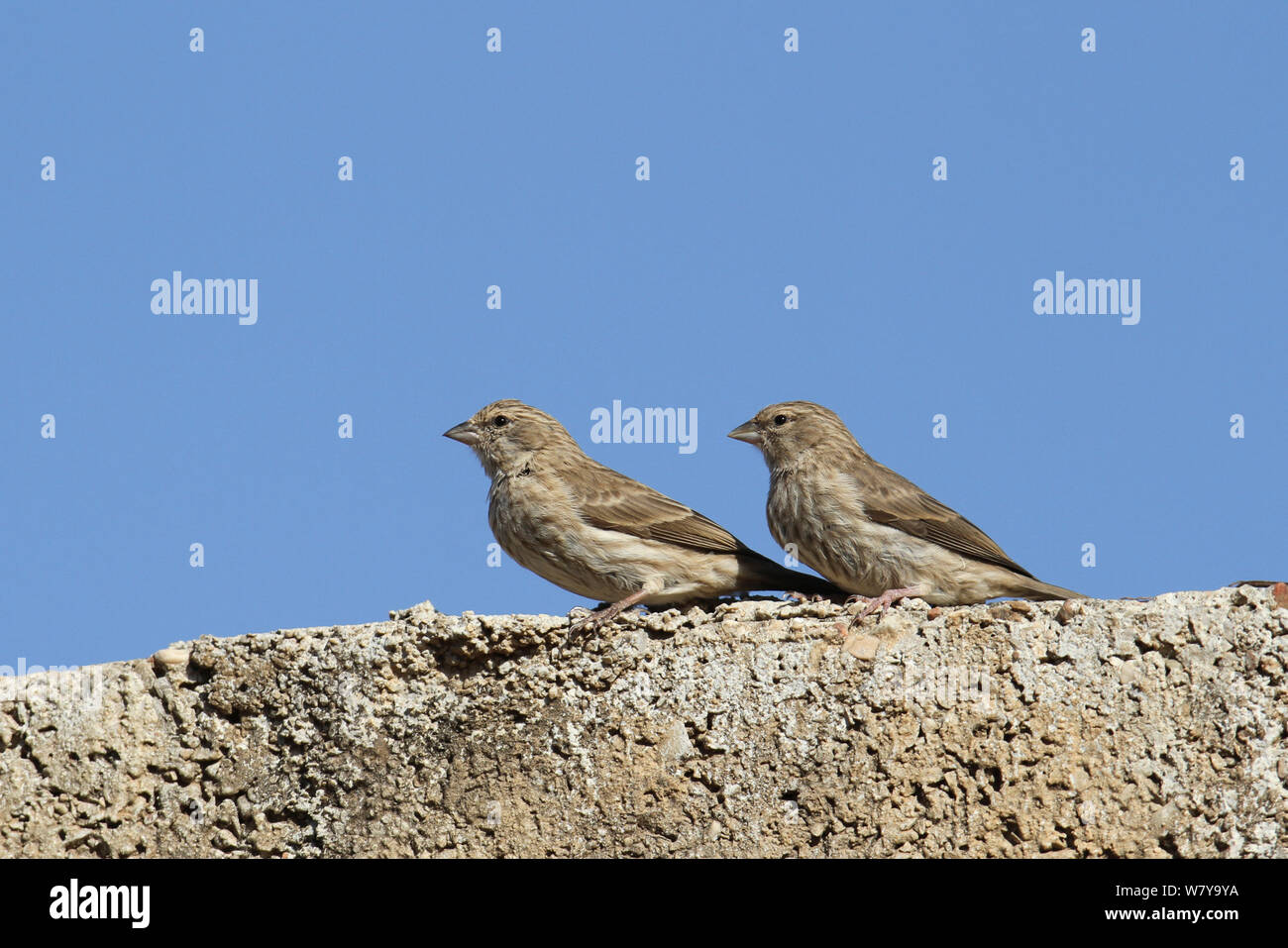 Crithagra menachensis hi-res stock photography and images - Alamy