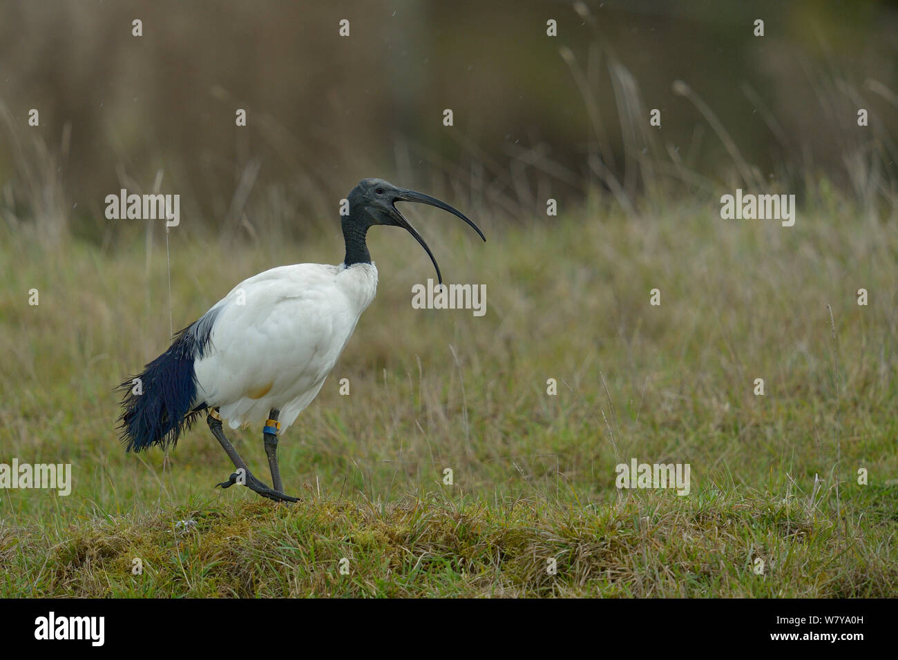 African sacred ibis (Threskiornis aethiopicus) calling in grass, with ...