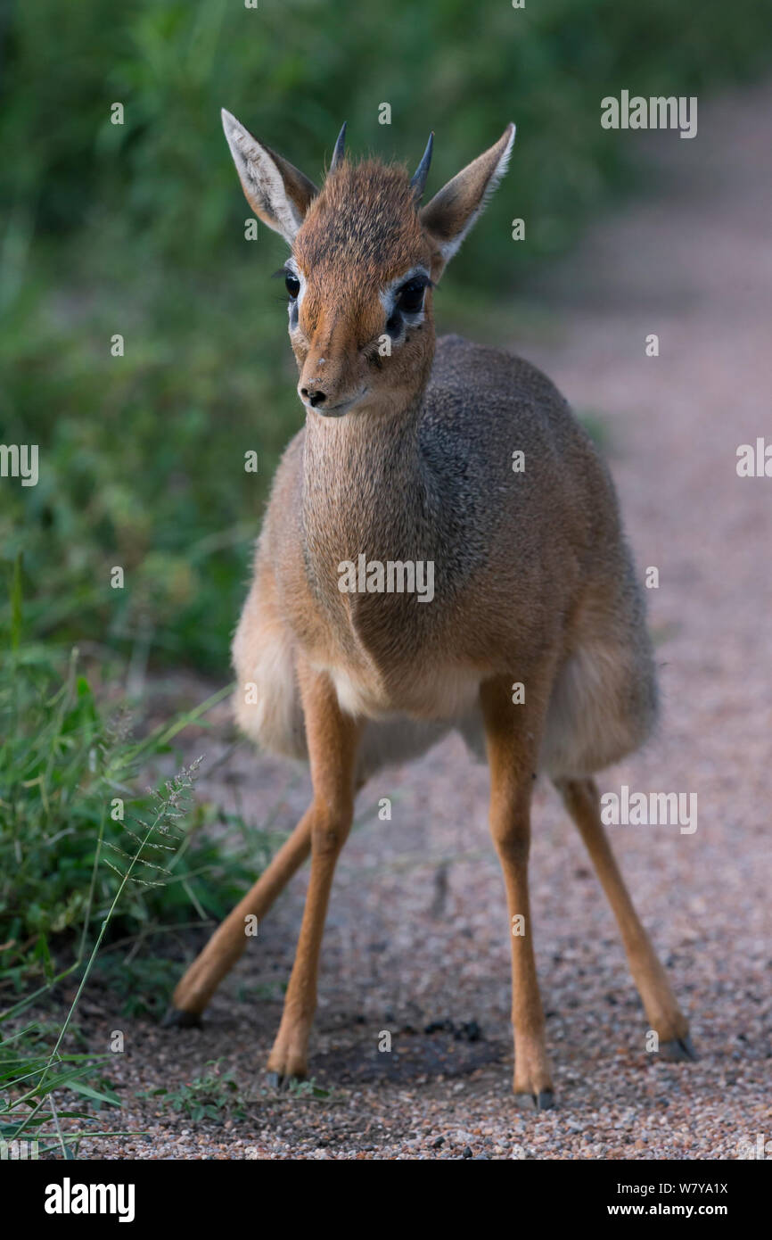 Kirks dik-dik (Madoqua kirki) marking terretory by urinating and ...