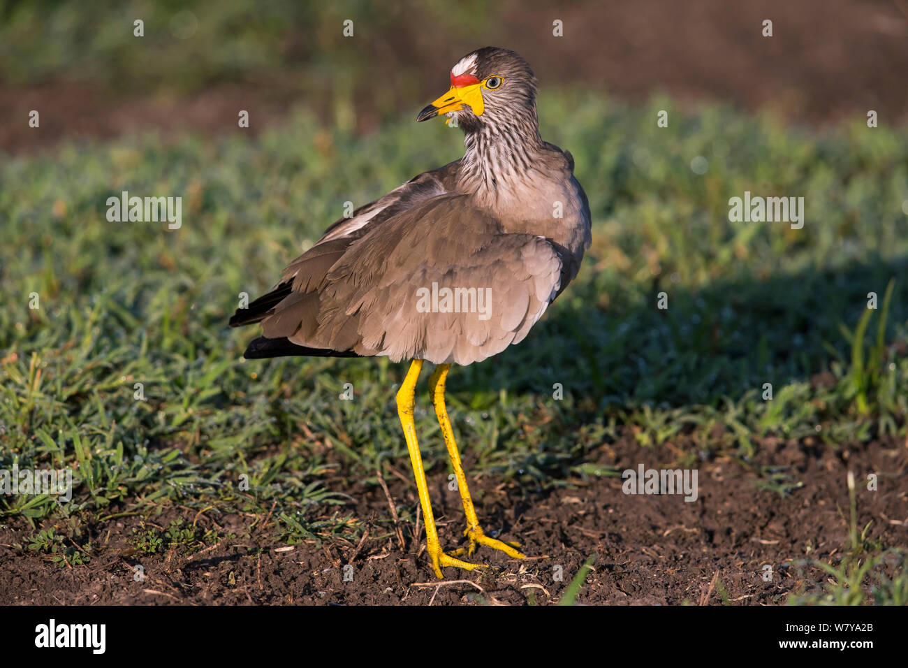 African wattled lapwing plover hi-res stock photography and images - Alamy