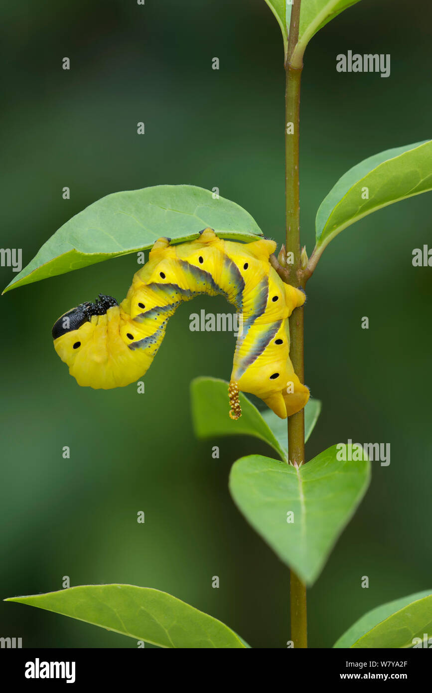 Acherontia atropos larva hi-res stock photography and images - Alamy