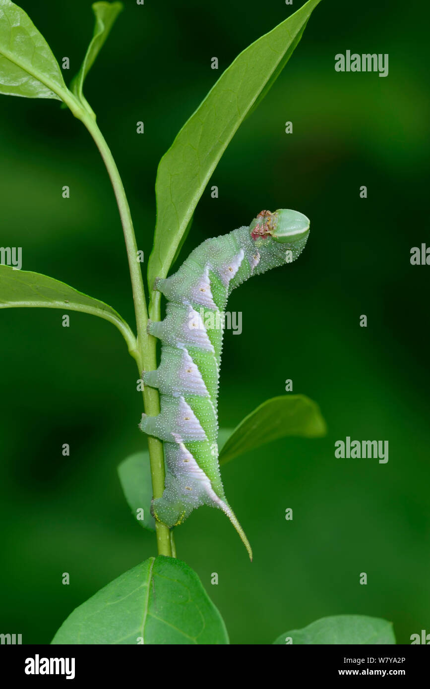 Sphingid moth (Dolbina tancrei) caterpillar at final instar, Japan ...