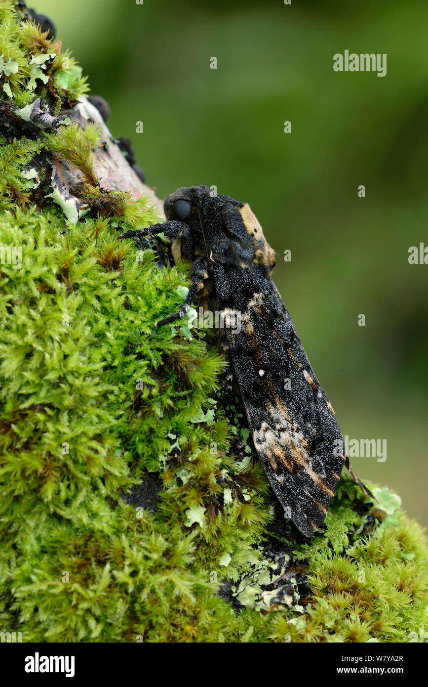 Sphinx atropos hi-res stock photography and images - Alamy