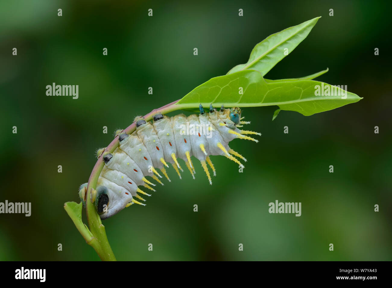 Hercules moth (Coscinocera hercules) caterpillar in 3rd instar, Kuranda ...