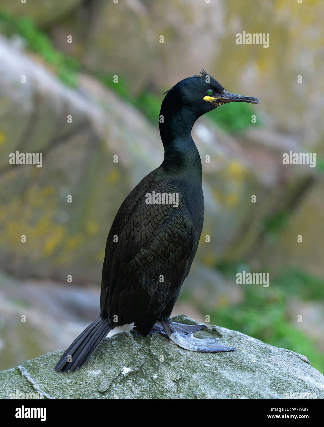 Shag (Phalacrocorax aristotelis) in profile, Northern Ireland, UK. May ...