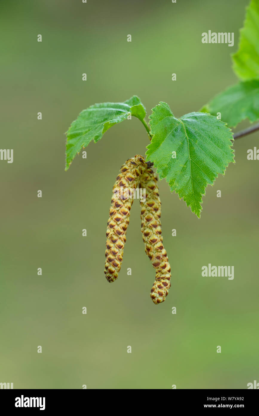 Birch tree flowers hi-res stock photography and images - Alamy