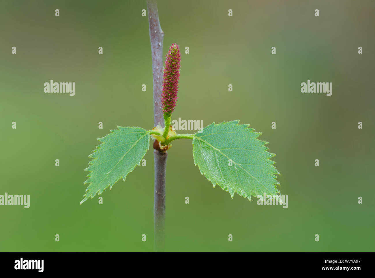 Male flower silver birch betula hi-res stock photography and images - Alamy