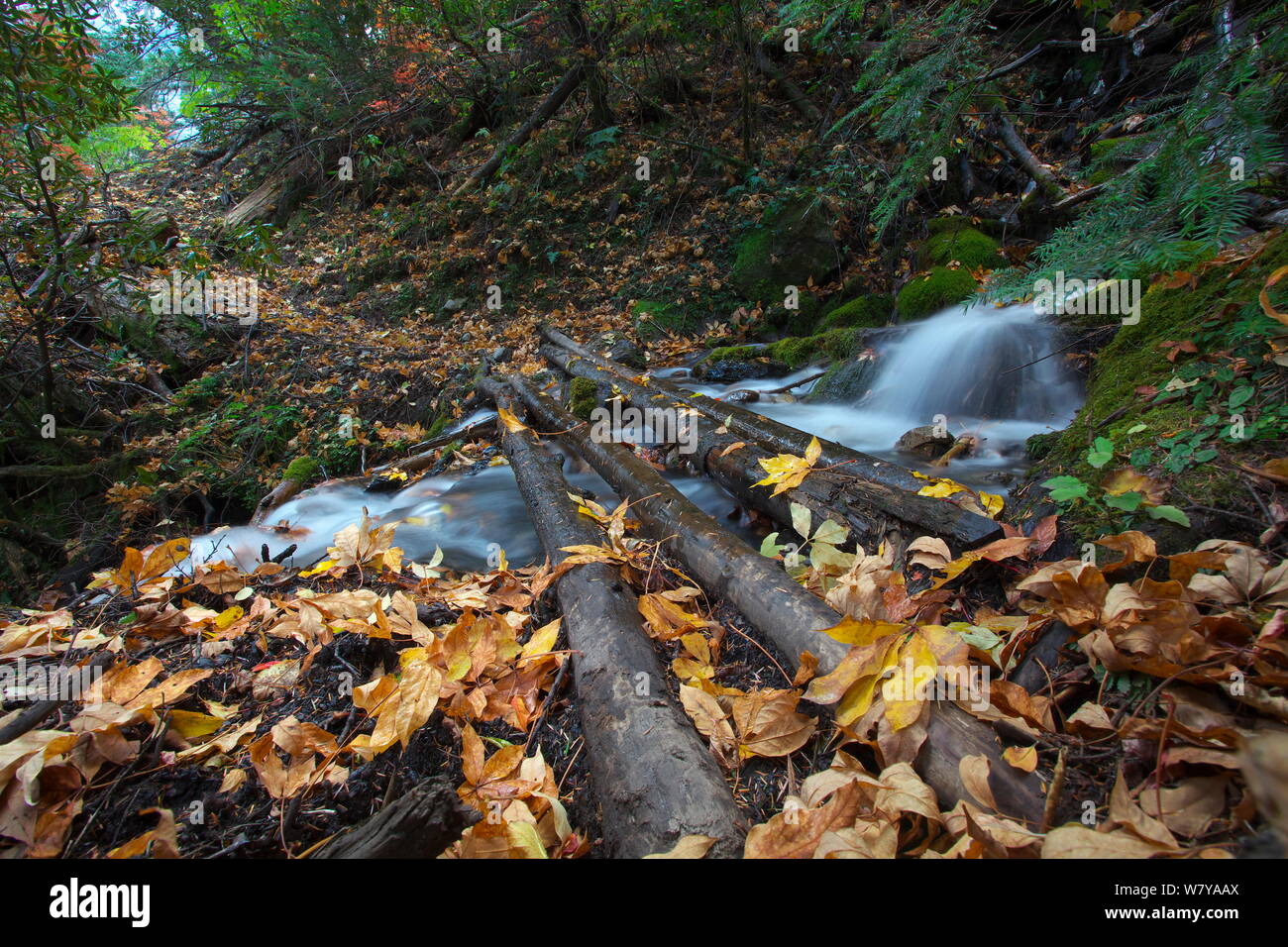 Tree trunk bridge over Mount Kawakarpo, Meili Snow Mountain National ...