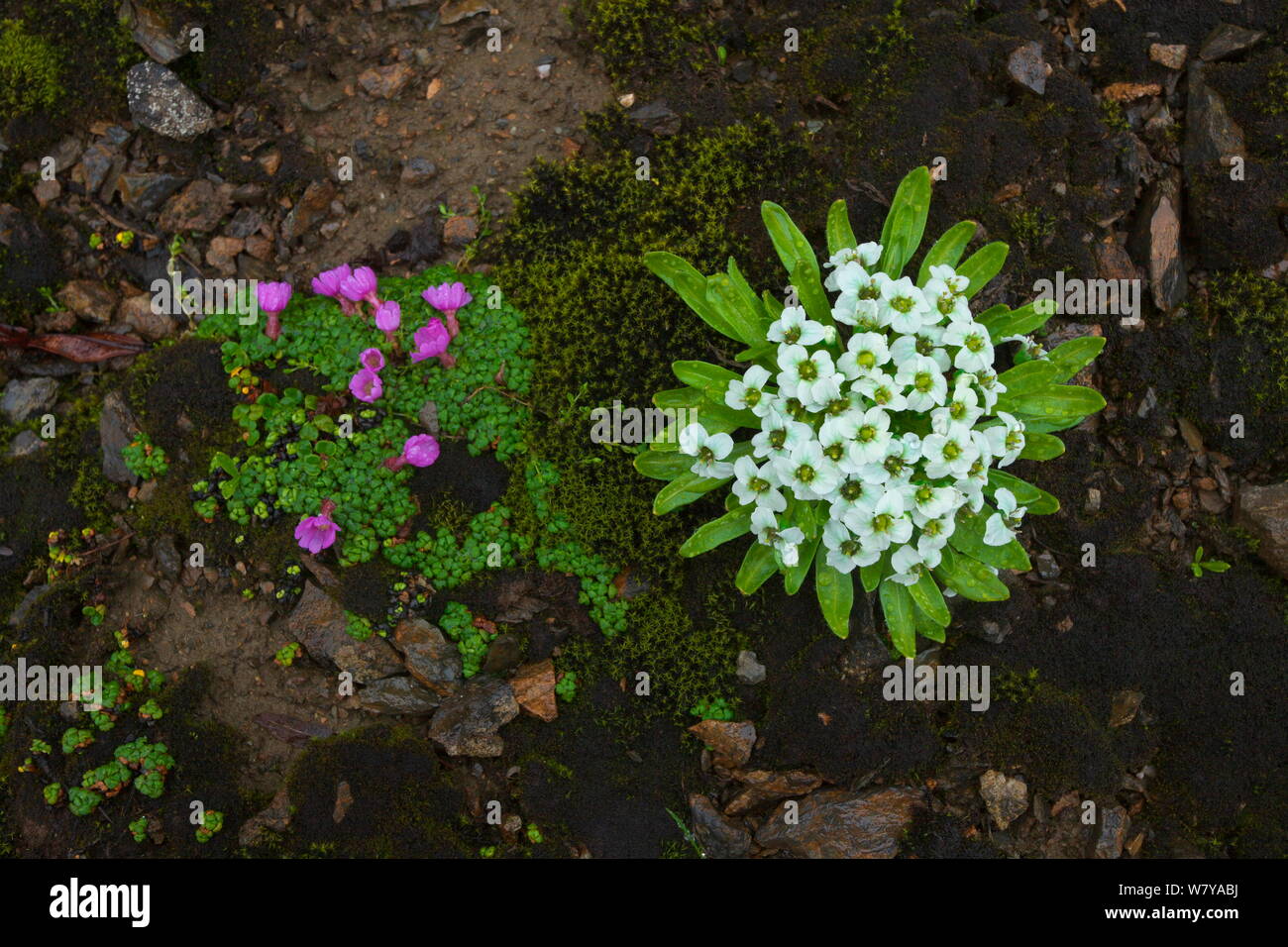 Whitlow grass hi-res stock photography and images - Alamy