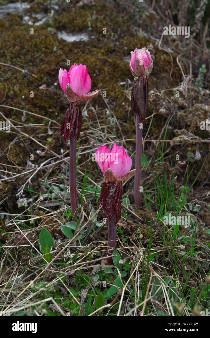 Flower (Sinopodophyllum hexandrum) Mount Makalu, Mount Qomolangma ...