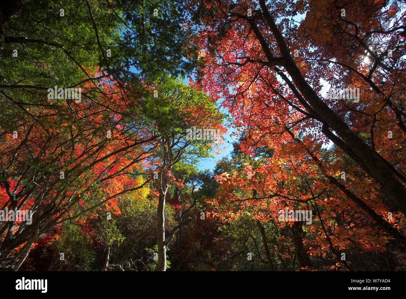 Autumnal trees in forest on Mount Kawakarpo, Meili Snow Mountain ...