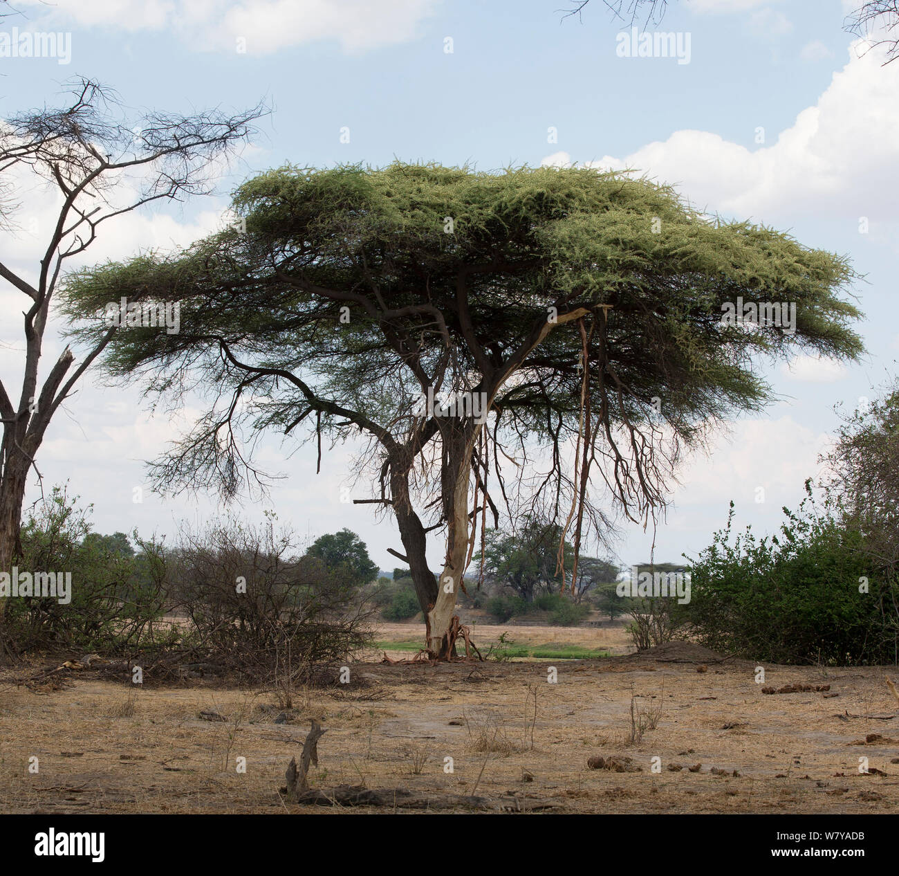 Flat top acacia tree (Acacia abyssinica) damaged by elephants ...