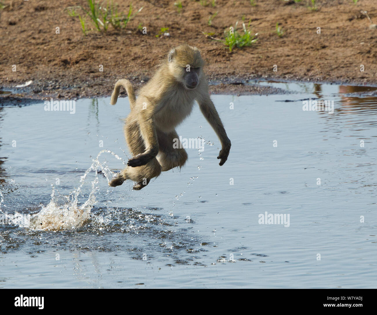 Jumping crocodiles hi-res stock photography and images - Alamy