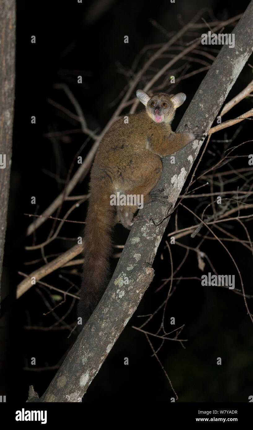 Lesser northern bushbaby galago senegalensis hi-res stock photography ...
