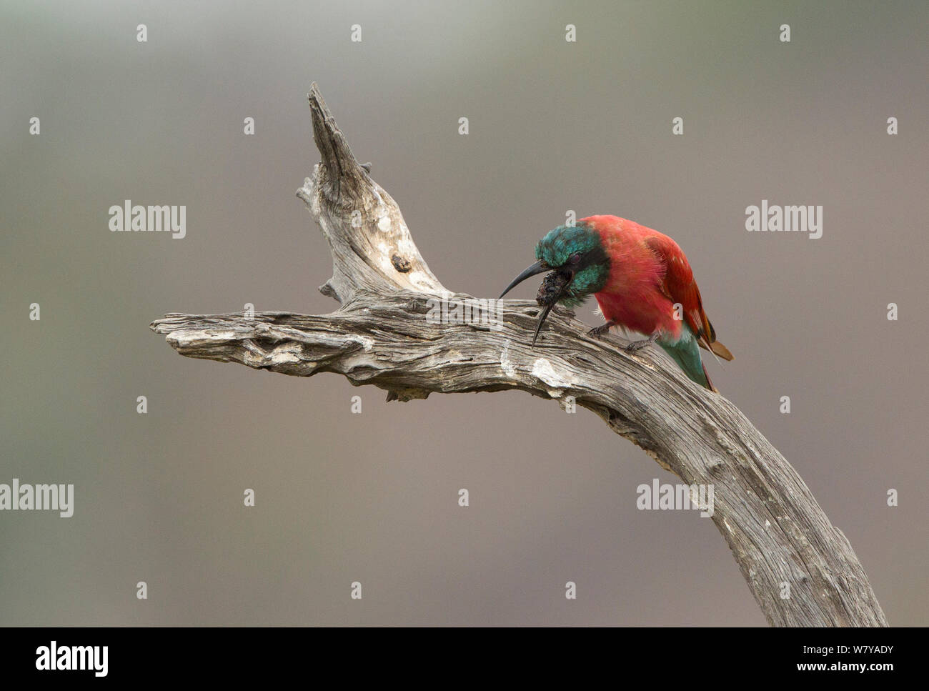 Northern carmine bee-eater (Merops nubicus) regurgitating pellet ...