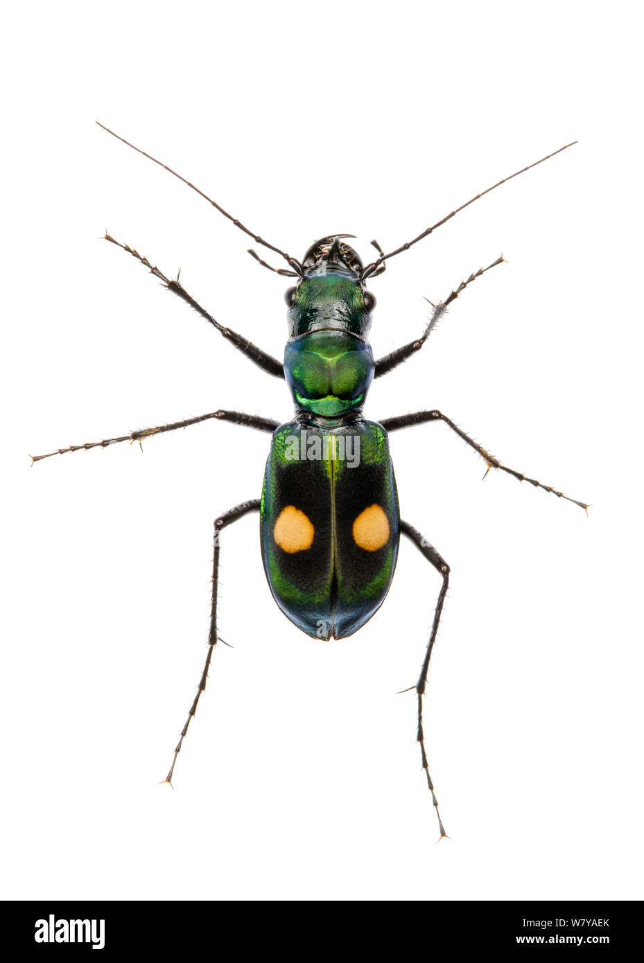 Andean tiger beetle (Pseudoxycheila chaudoiri), Mindo, west Andes ...