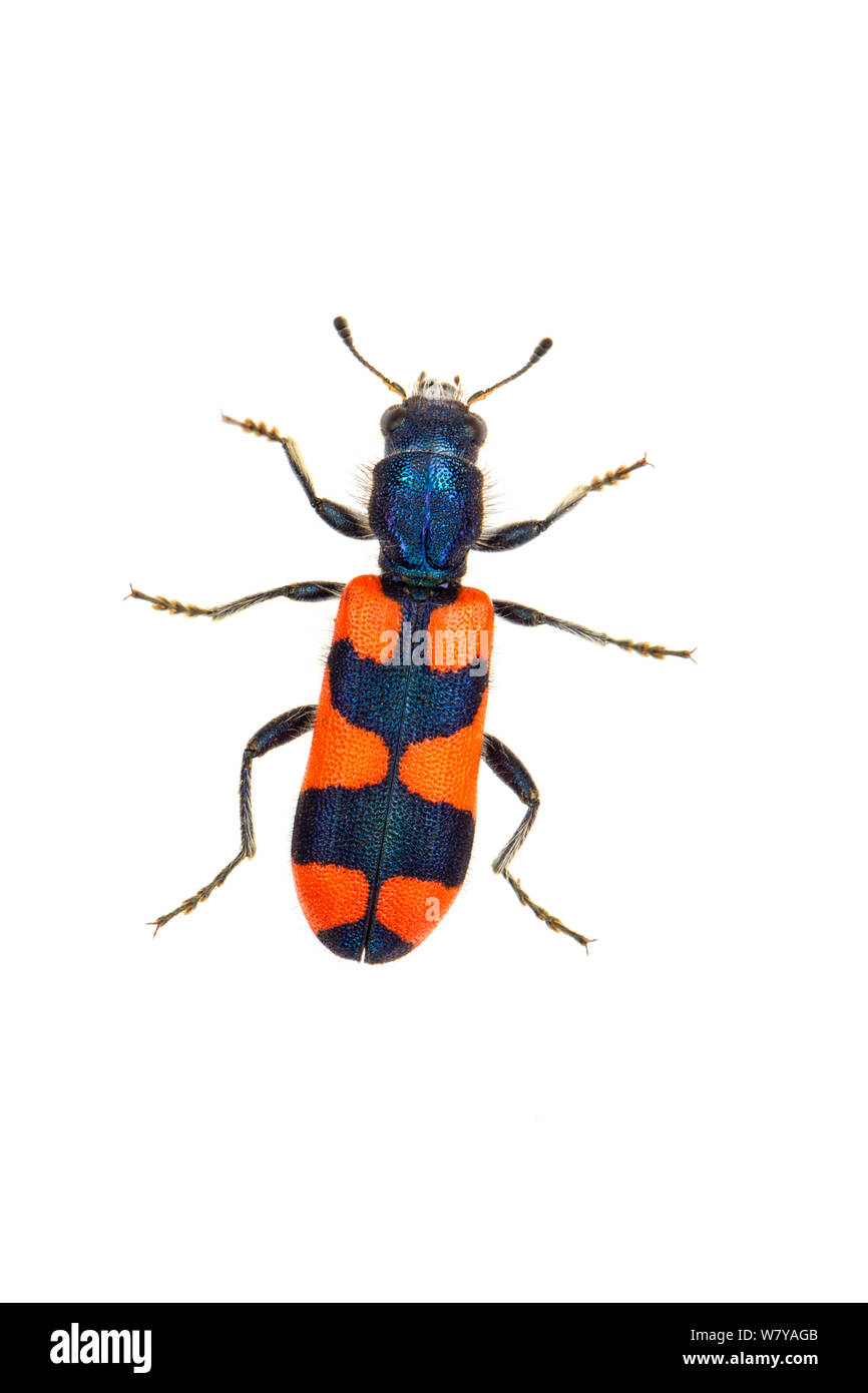 Checkered beetle (Trichodes affinis) ventral view, Central Coastal ...