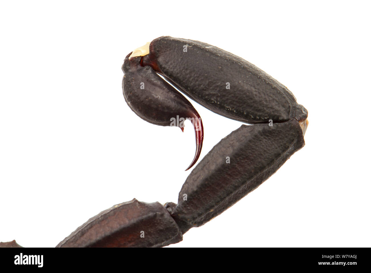 Bark scorpion (Tityus asthenes) telson and stinger, Jatun Sacha ...