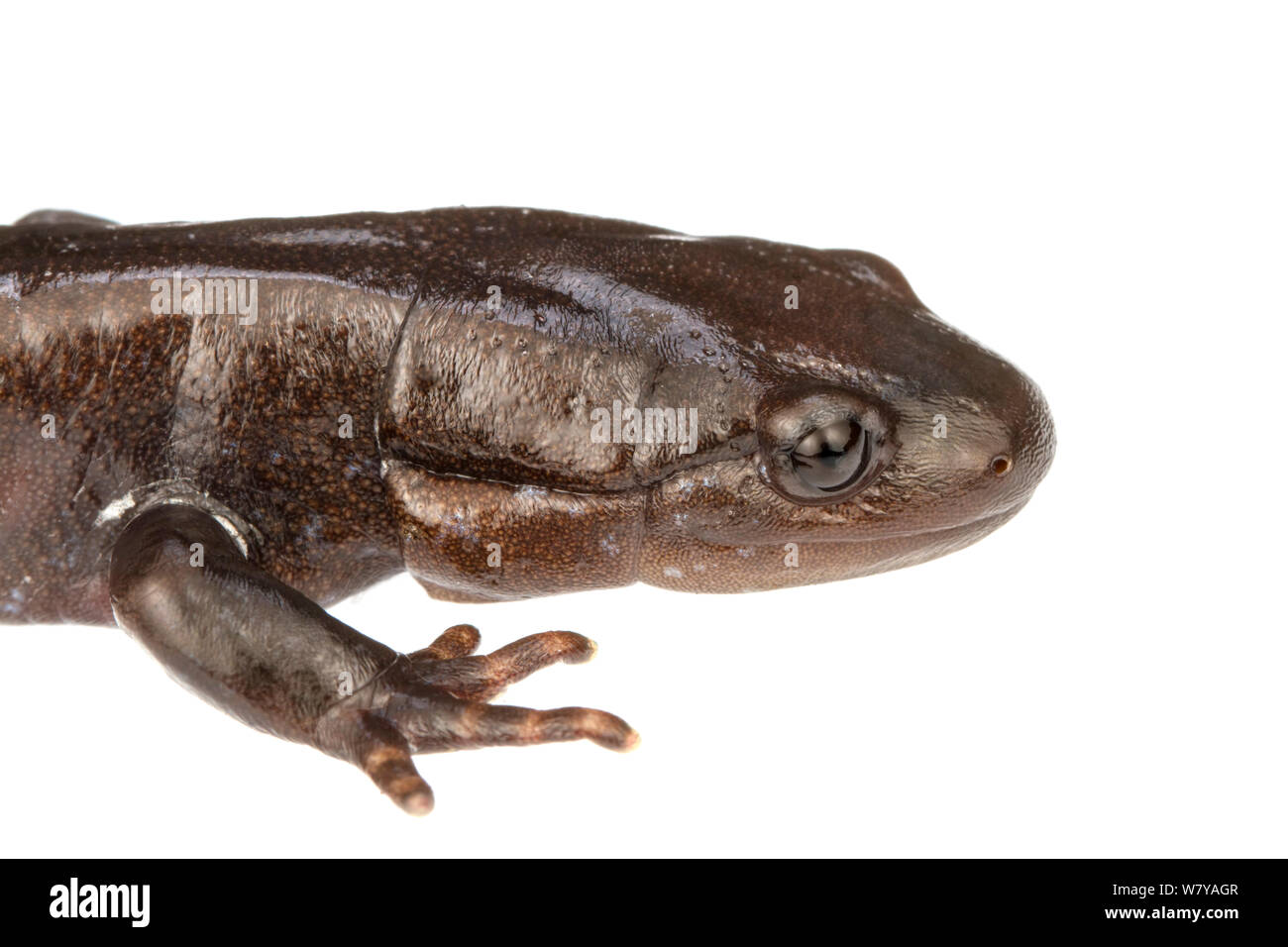 Male Jefferson salamander (Ambystoma jeffersonianum) Mississauga ...